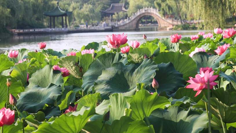 GLOBALink | Delivery robot on duty on campus in Harbin, China-Xinhua