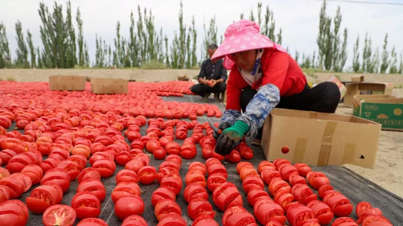 GLOBALink | CIIE's spillover effect boosts innovations, digitalization ...